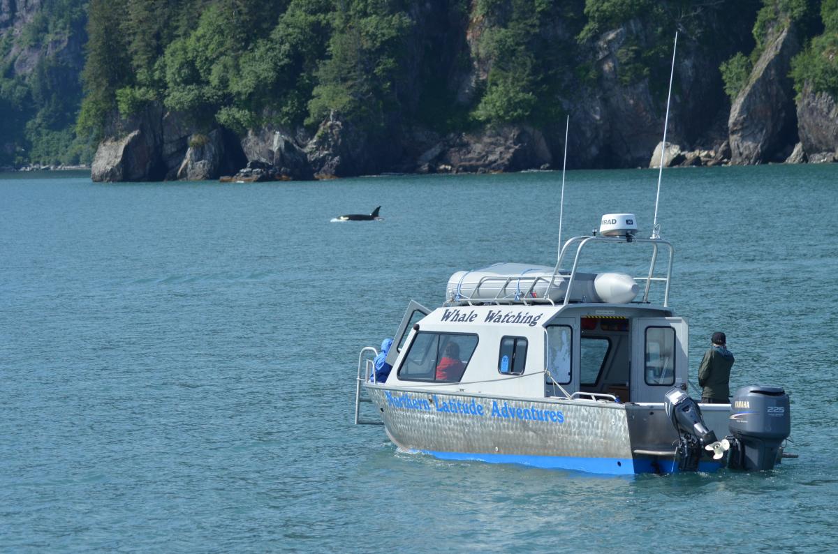 pics - Seward Whale Watching and Glacier Tours